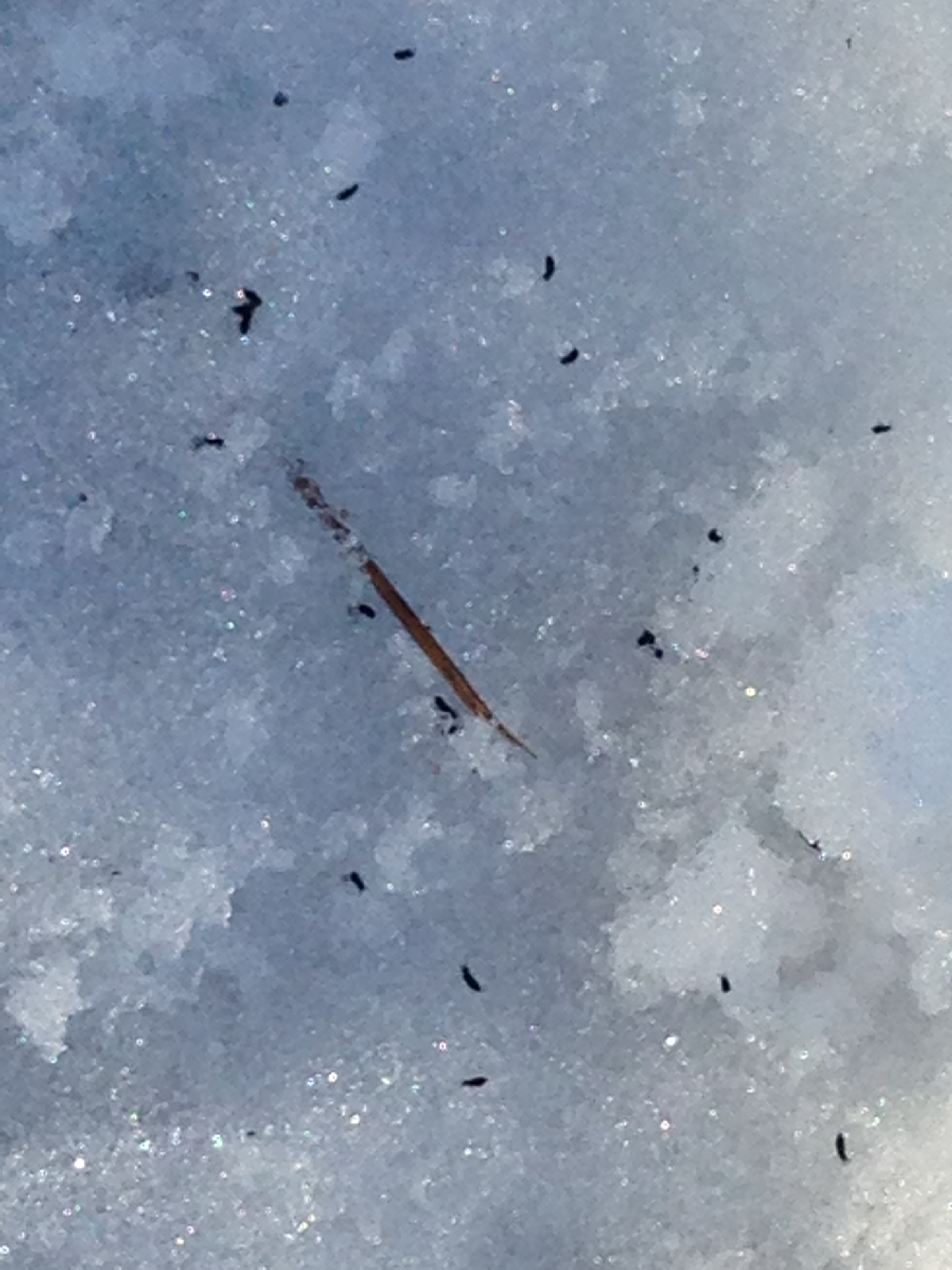 Squirrel and Snow Flea Love: To Everything a Season | First Person ...