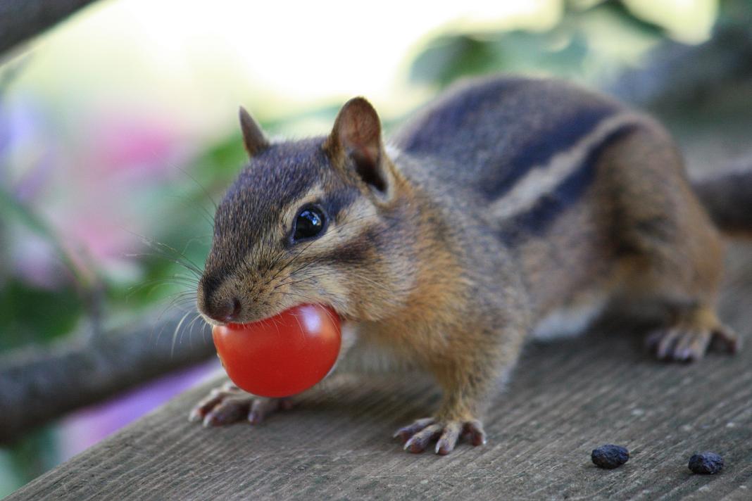 The Squeaking is Real: Chipmunk Baby Boom | First Person Naturalist