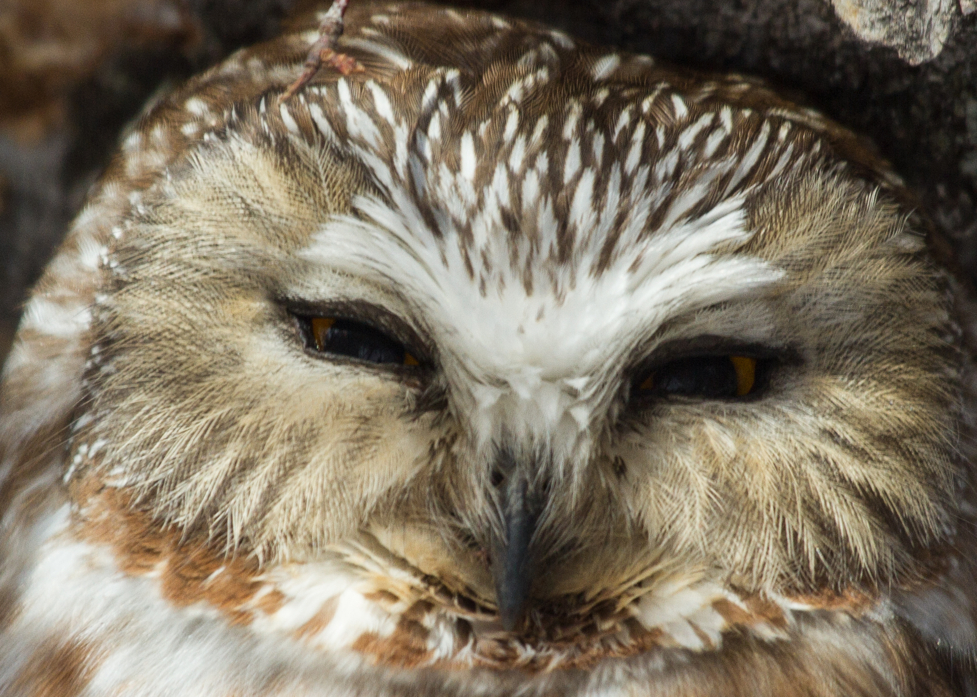 Owl Envy | First Person Naturalist
