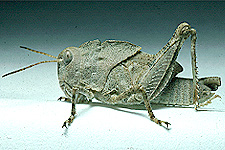 Meditation on a Locust | First Person Naturalist